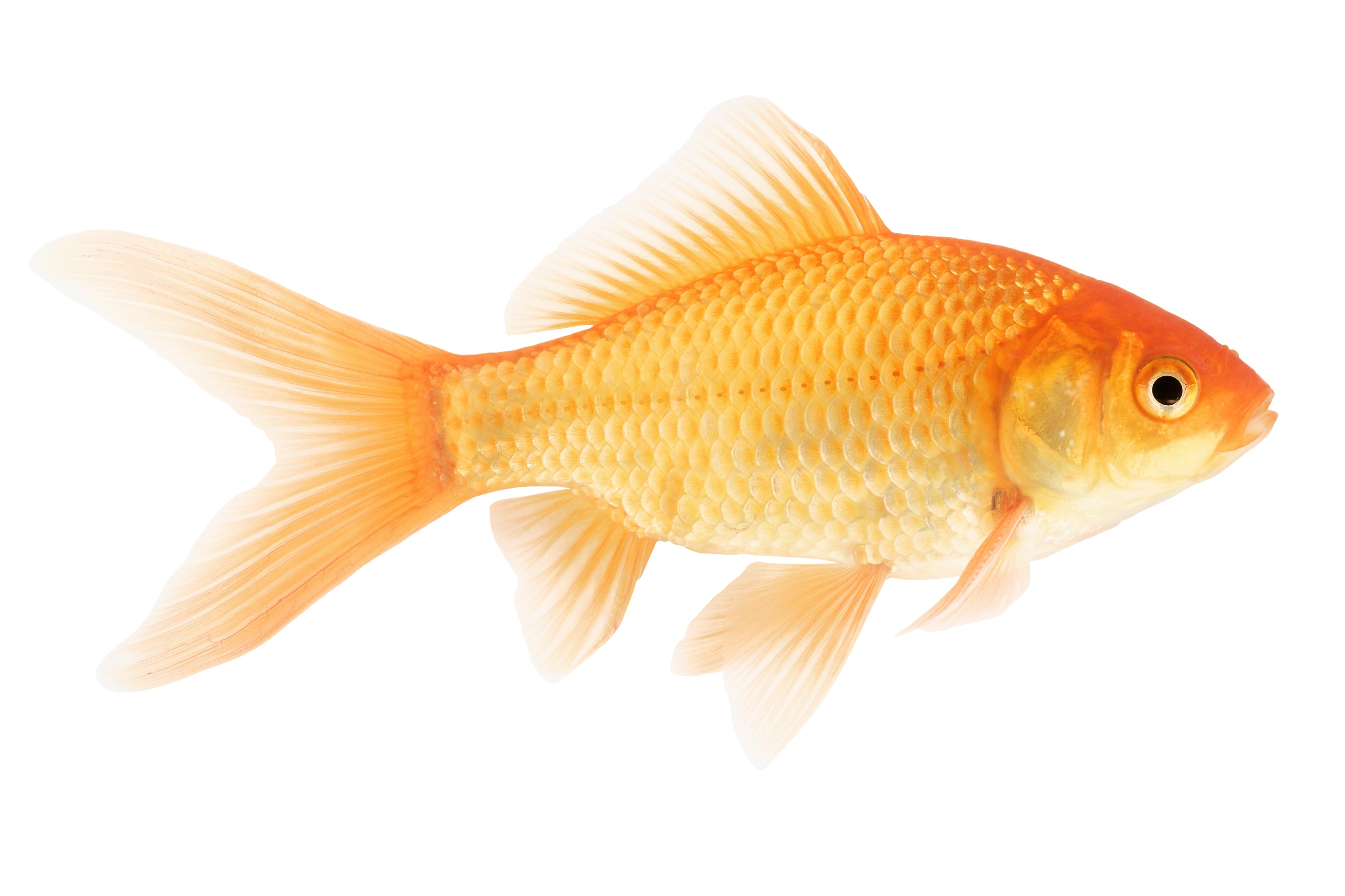 Pond Comet - M – Nu Aqua
