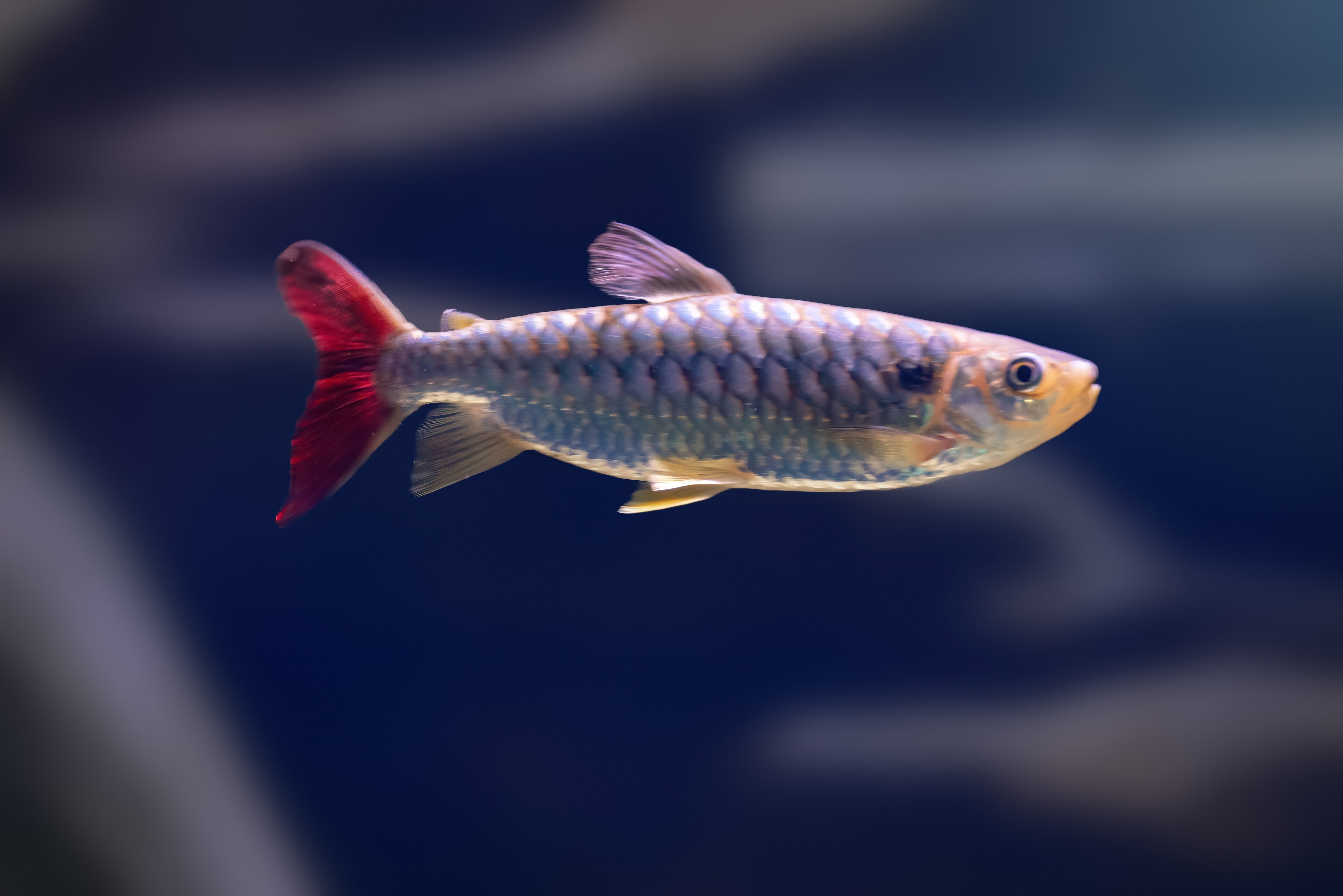 Pink Tail Chalceus - XL – Nu Aqua